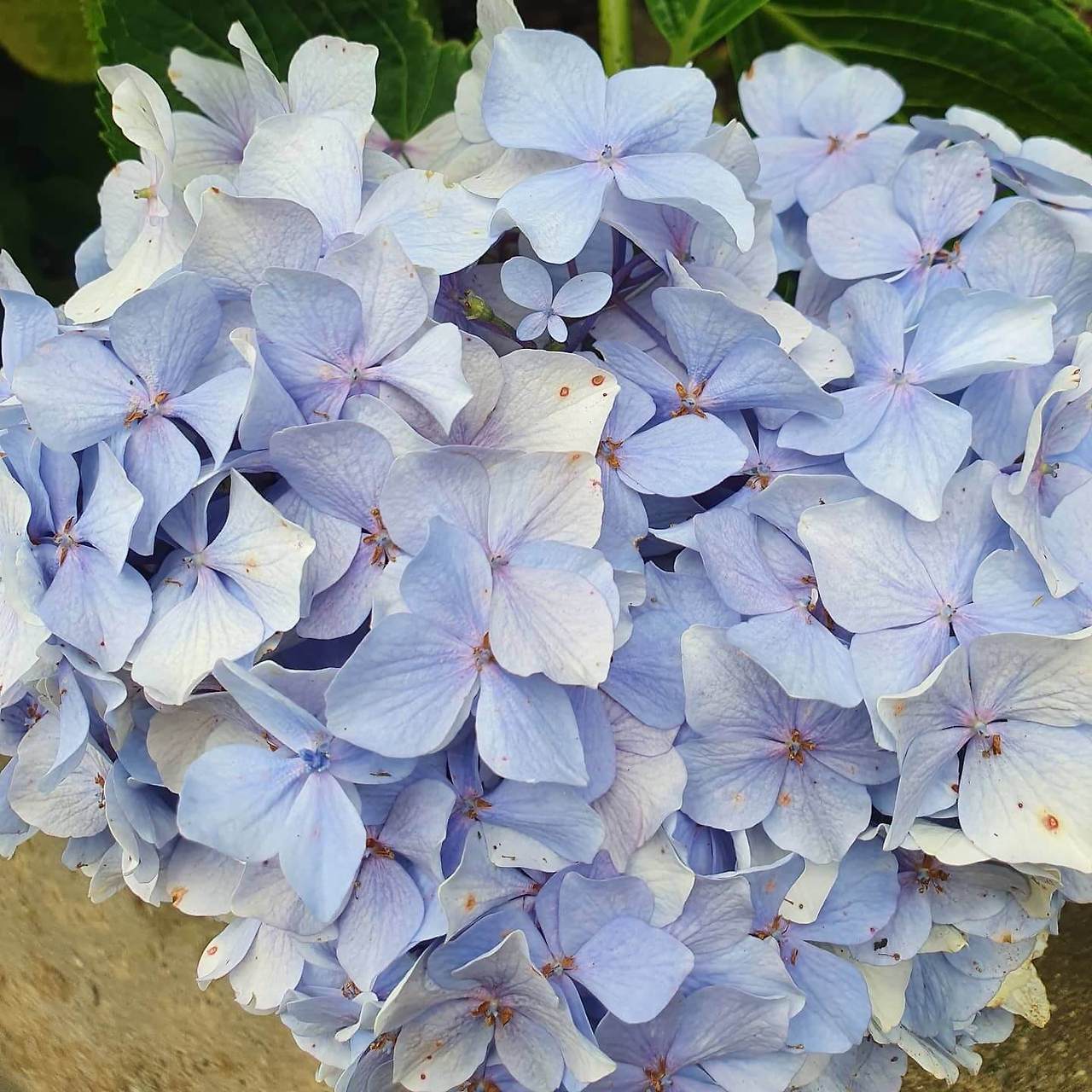 통영 연화도 수국 개화시기