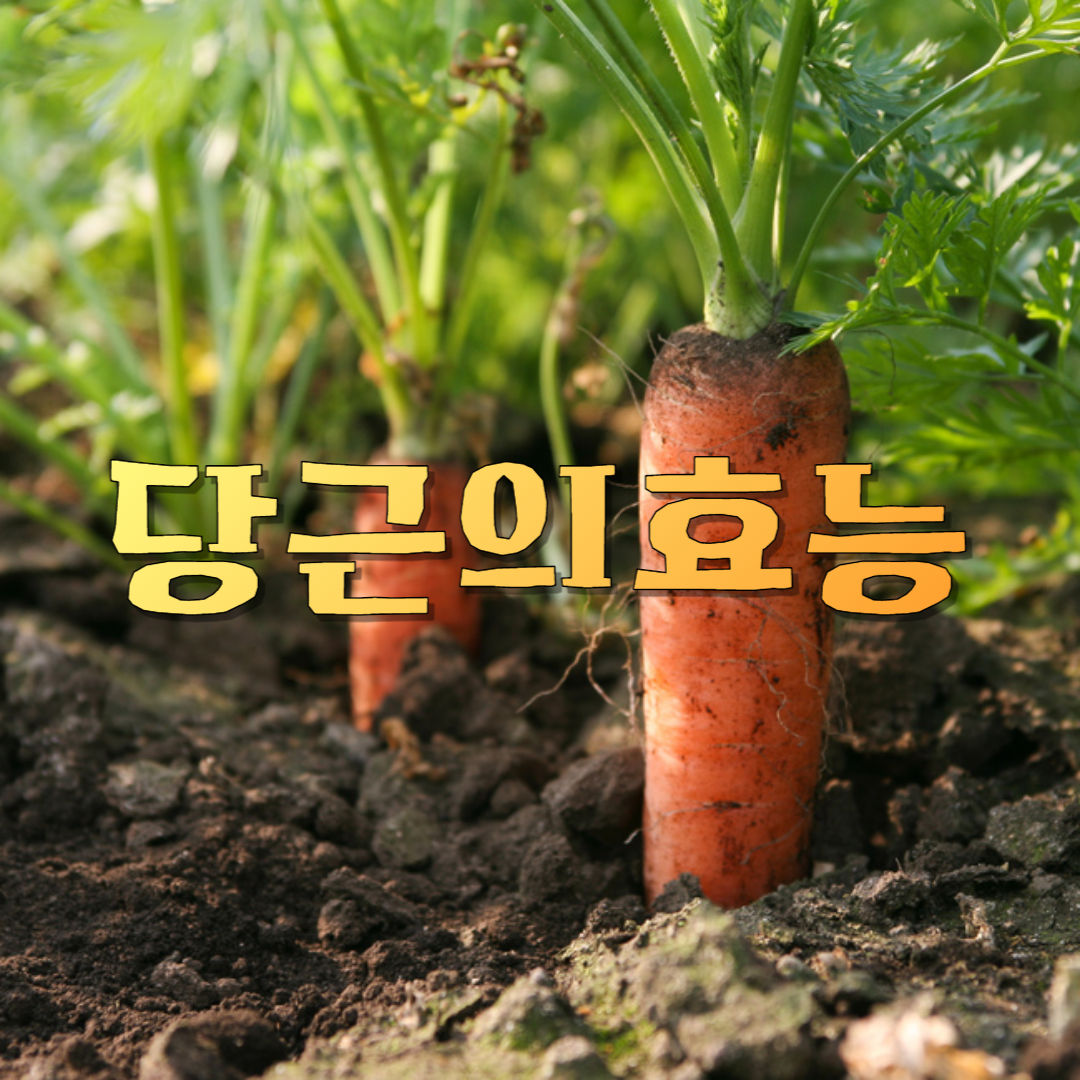 당근의 효능 영양성분 고르는법 부작용