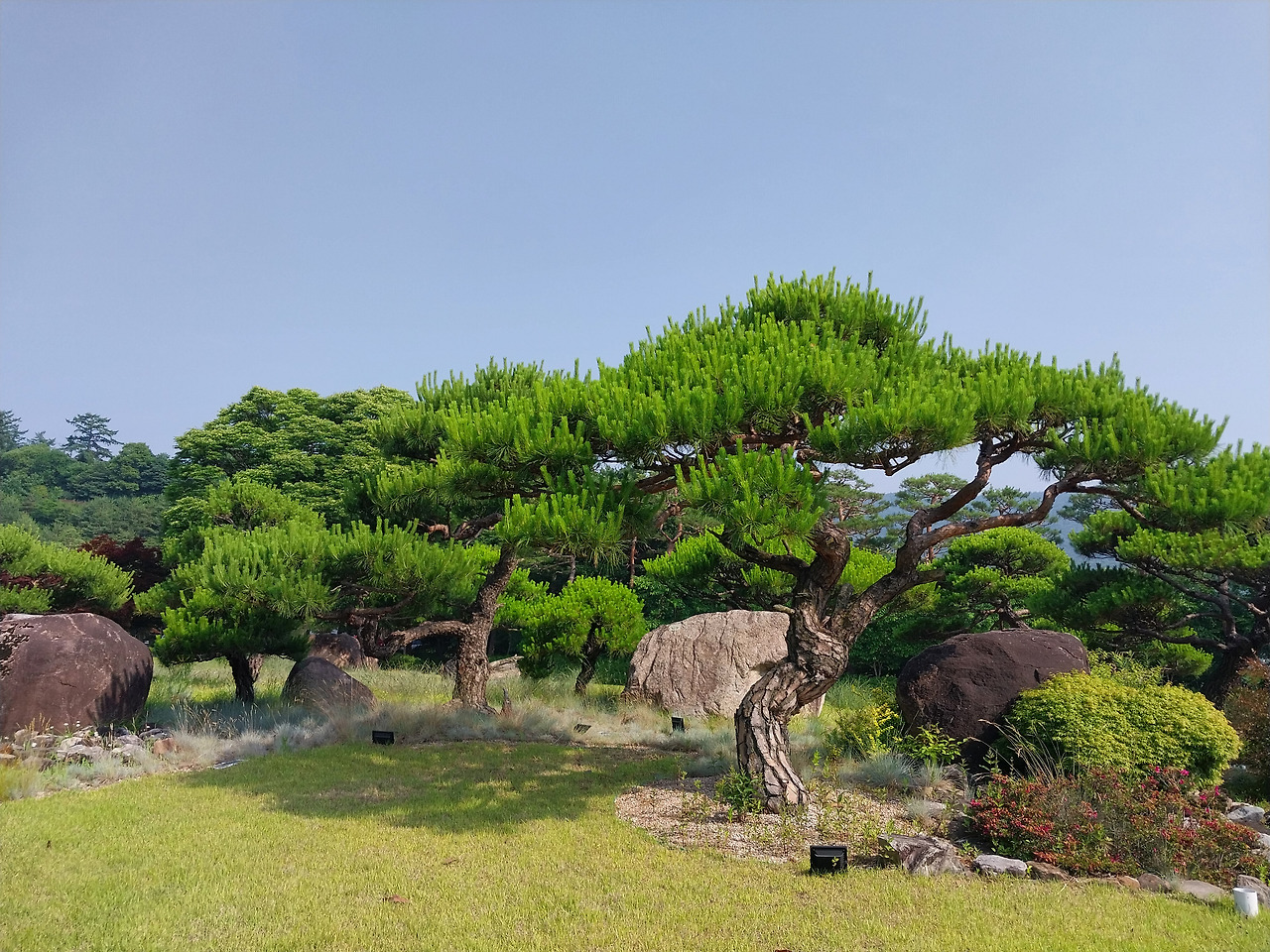 조경관리 소나무 전지전정관리 분재형 소나무 전지적심 시기 및 방법