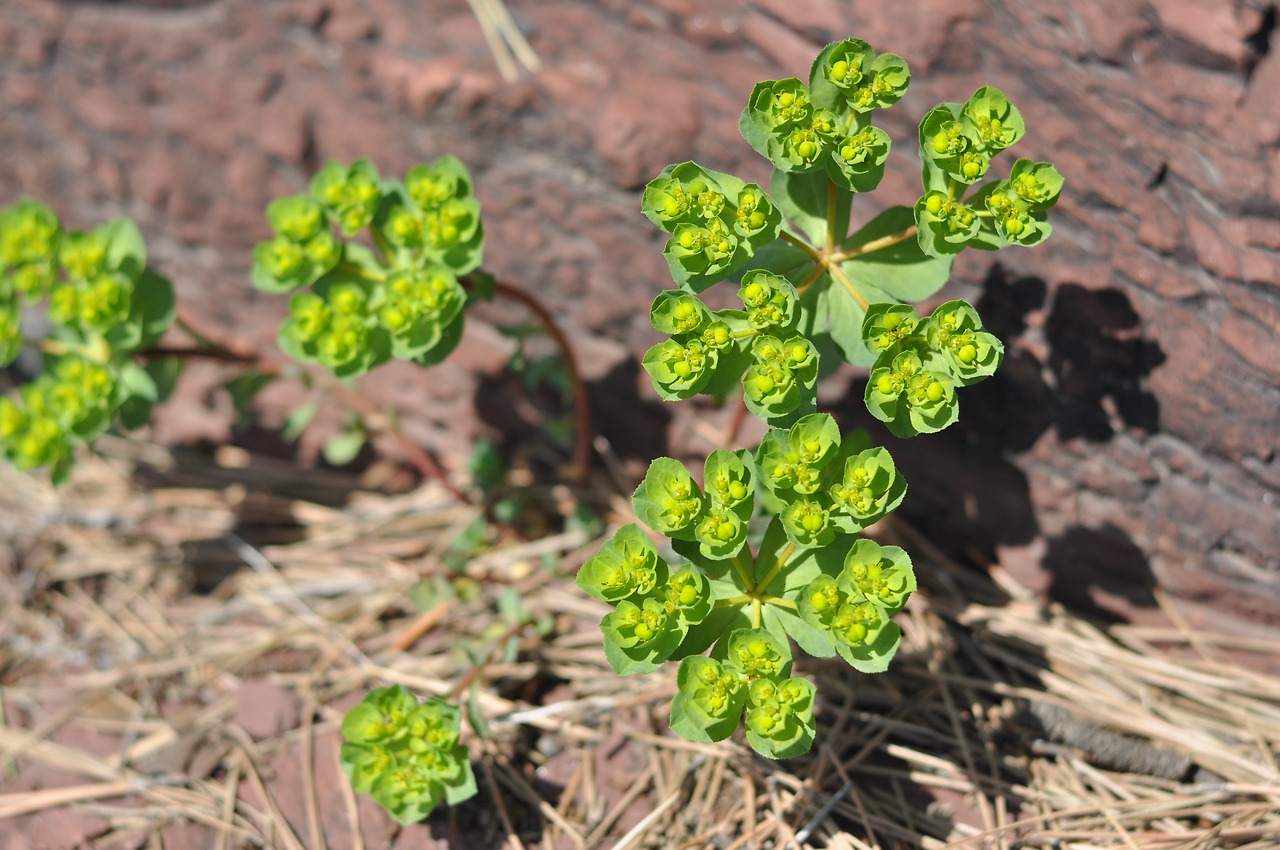 Euphorbia Pekinensis Wikipedia