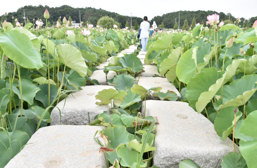 함안 연꽃테마파크 여름이면 꼭 가봐야 할 연꽃 명소 총정리 민또s 나눔터