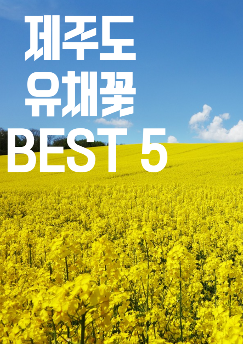 제주도 유채꽃 구경하기 좋은 곳 추천 Best 5