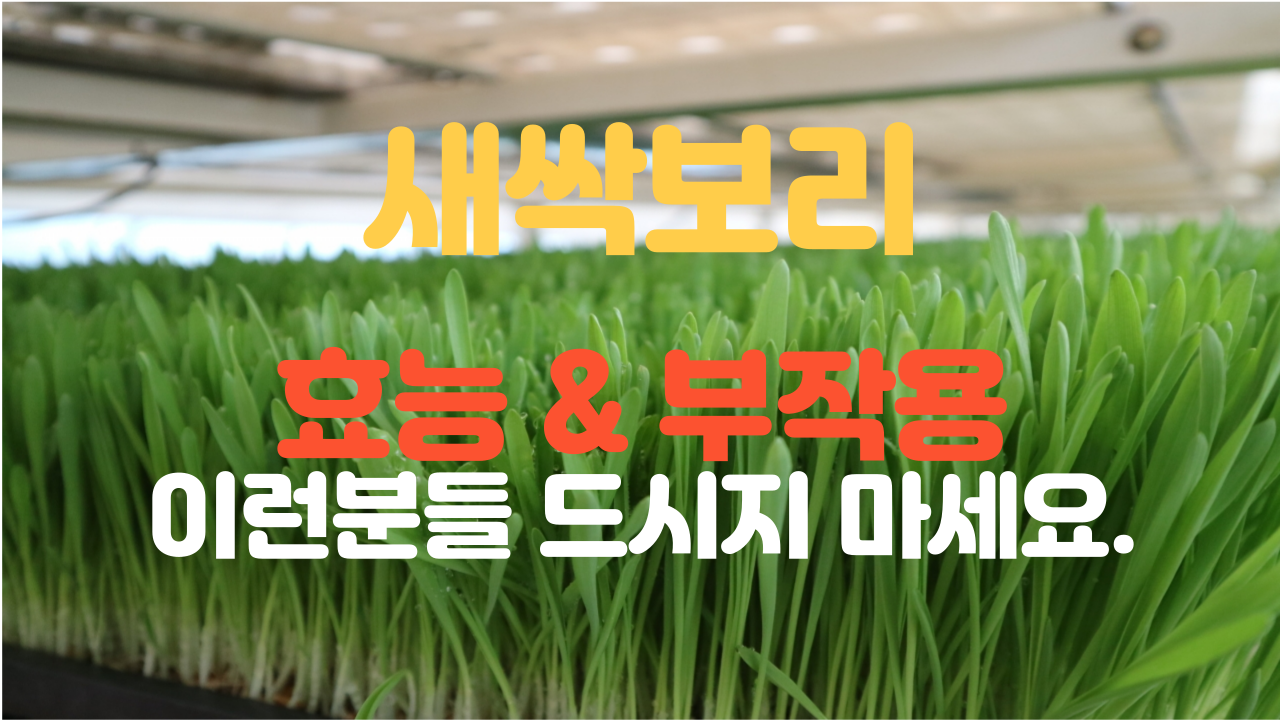새싹보리 효능 부작용 알고 먹자