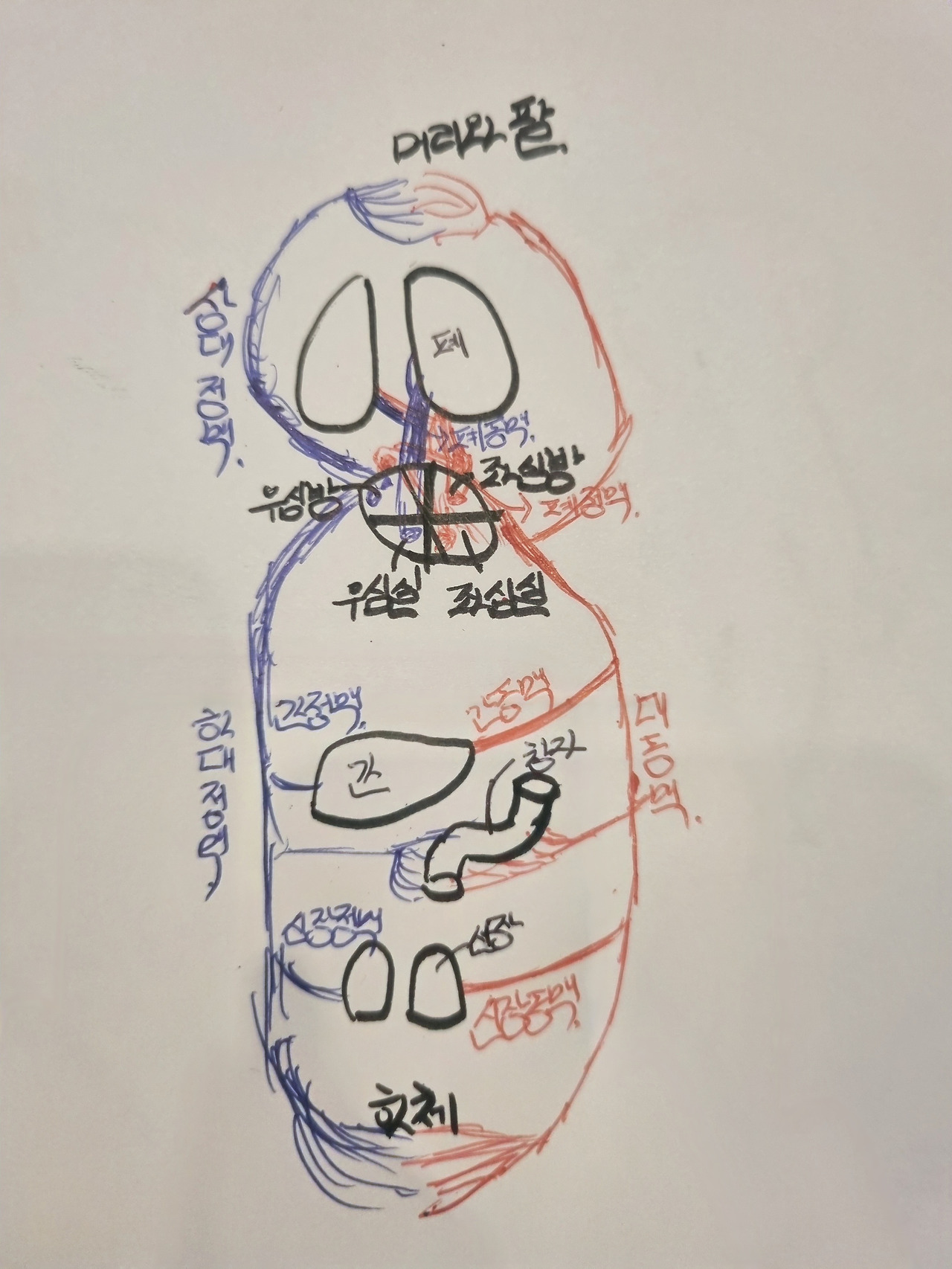 08 순환계 폐순환과 체순환 심장과 혈액혈장 혈구