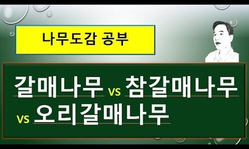 갈매나무 Vs 참갈매나무 Vs 오리갈매나무 무엇이 서로 다를까