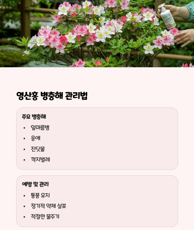 영산홍 키우기 영산홍과 철쭉의 차이 개화시기 꽃 전지시기 꽃말 병충해 관리