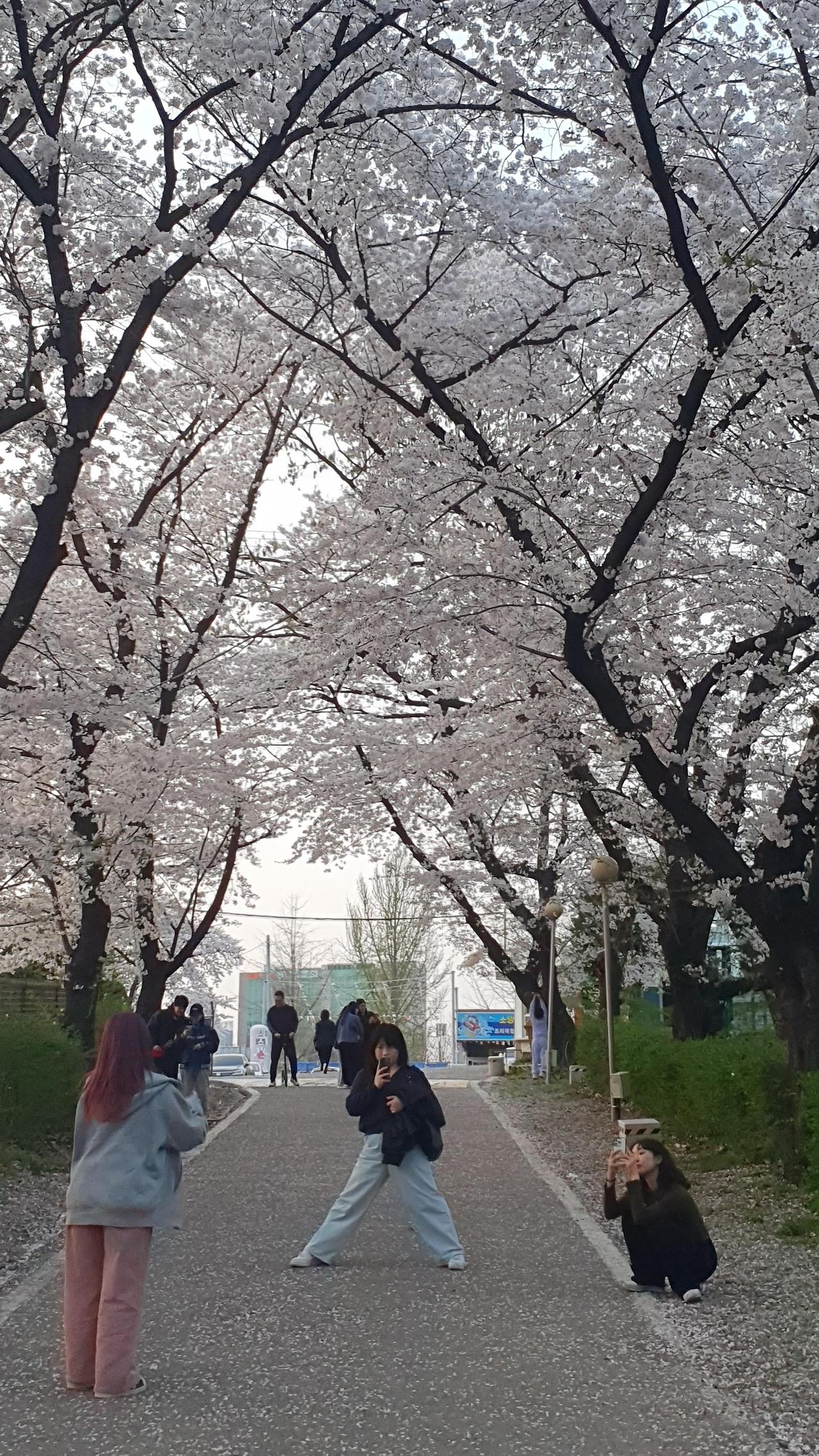 20240407 안양 벚꽃 명소 안양교도소앞 교정로 벚꽃길
