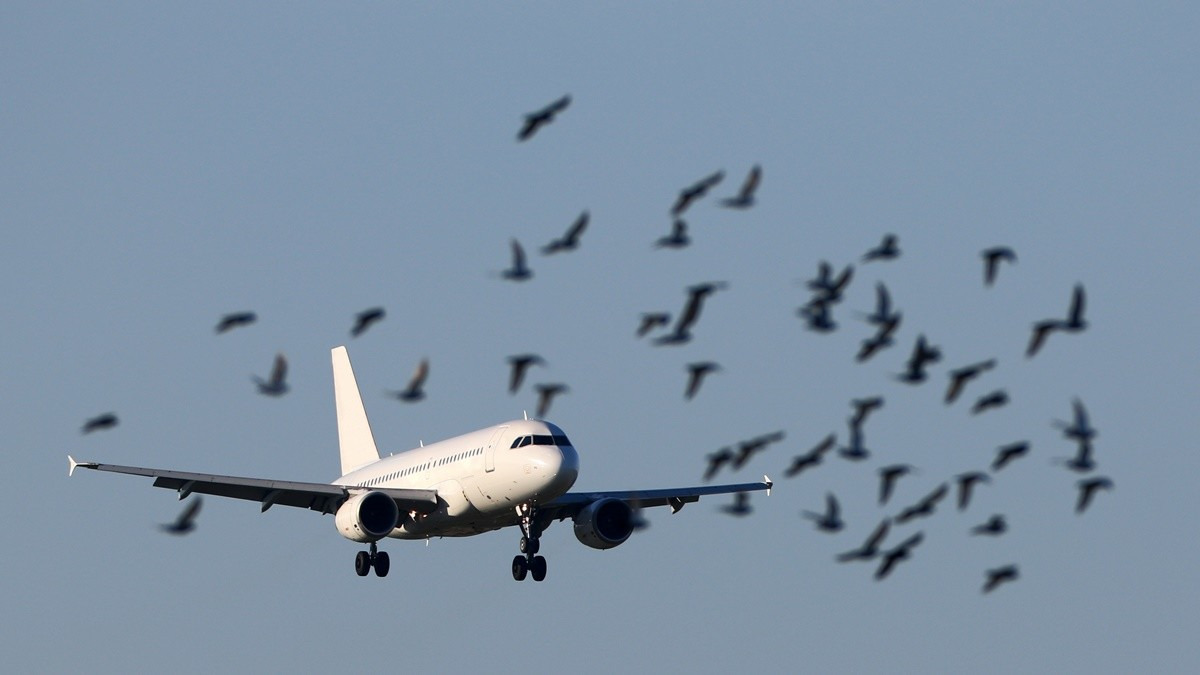 항공 안전의 적 버드 스트라이크 Bird Strike 뜻 확률 피해 실제 사례 전문가 분석 모든 것