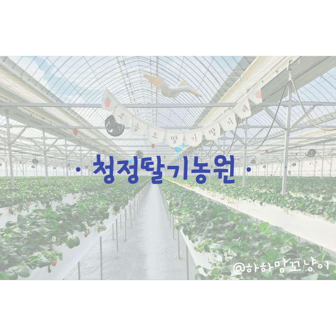 안성 평택 오산 아이와 가볼만한 곳 청정딸기농원
