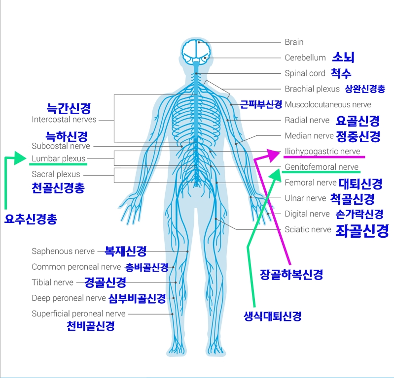 신경전도검사 기초다지기 신경정리하기 피할 수 없으면 즐기자