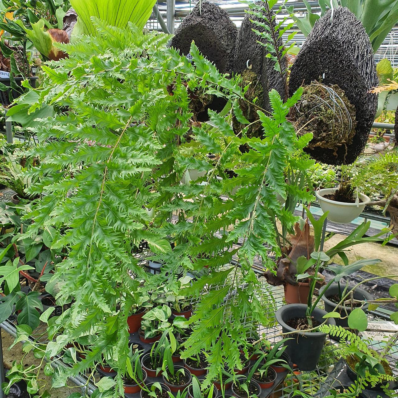 드라이나리아 리기둘라 화이티(Drynaria rigidula whitei)