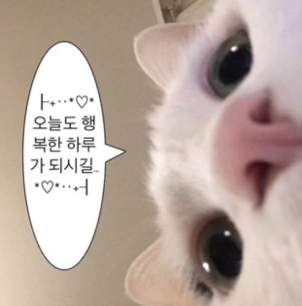 말풍선 짤 모음 2탄 고양이짤·커플짤·웃긴짤·귀여운 동물 말풍선짤 - 메인닷컴