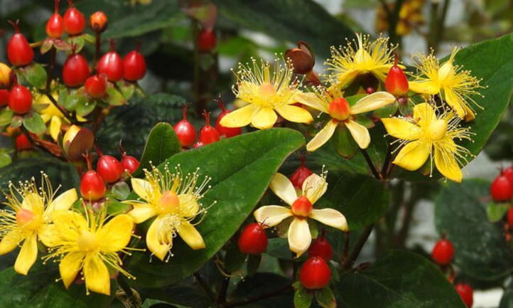 세인트존스워트st Johns Wort 효능 및 부작용 복용 방법