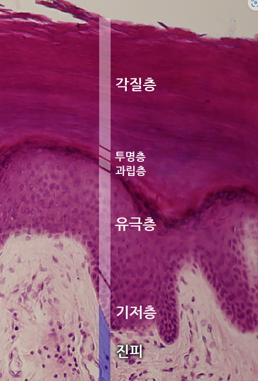 피부의 투명층 과립층