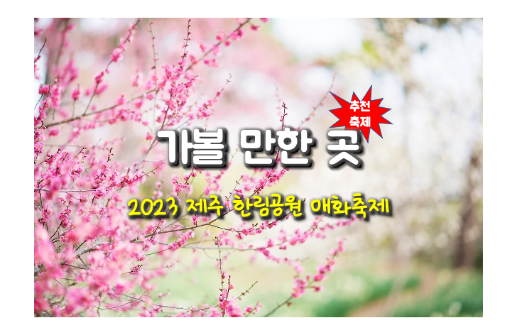 가볼만한곳 제주 한림공원 매화축제