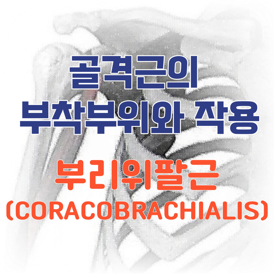부리위팔근오훼완근 Coracobrachialis의 부착부위와 작용 건강한 생활