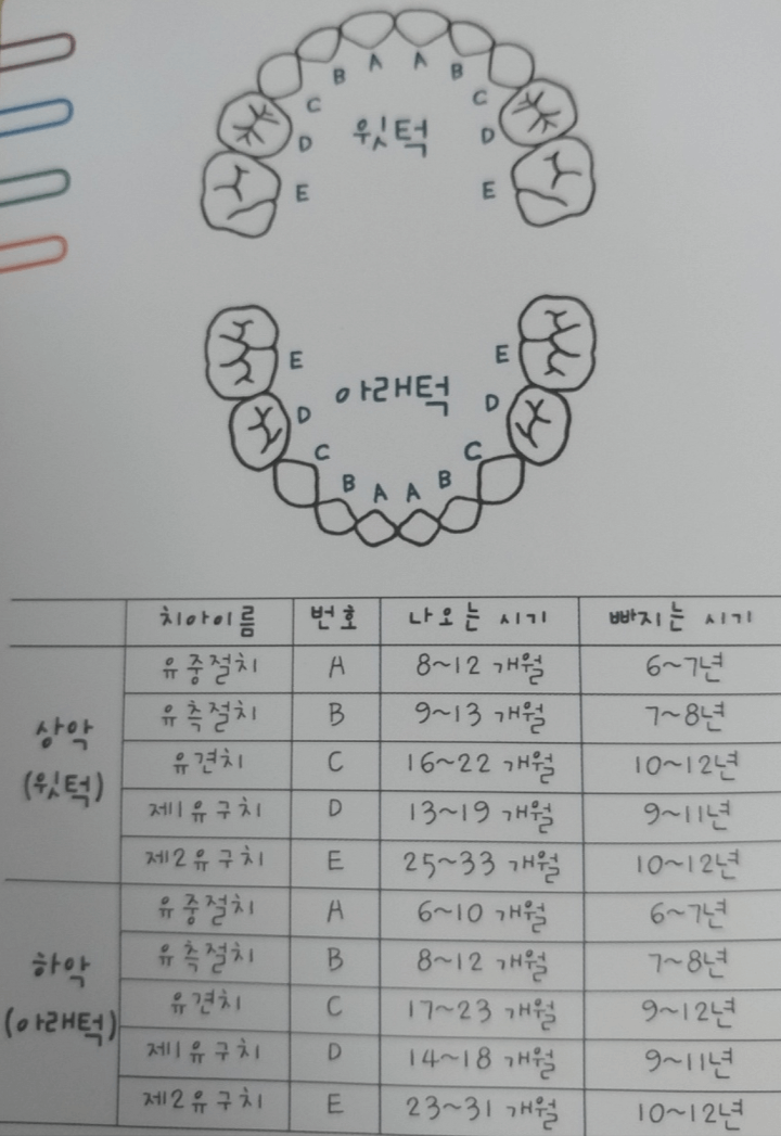 아기 이빨 나는 순서와 시기 유치 관리 법