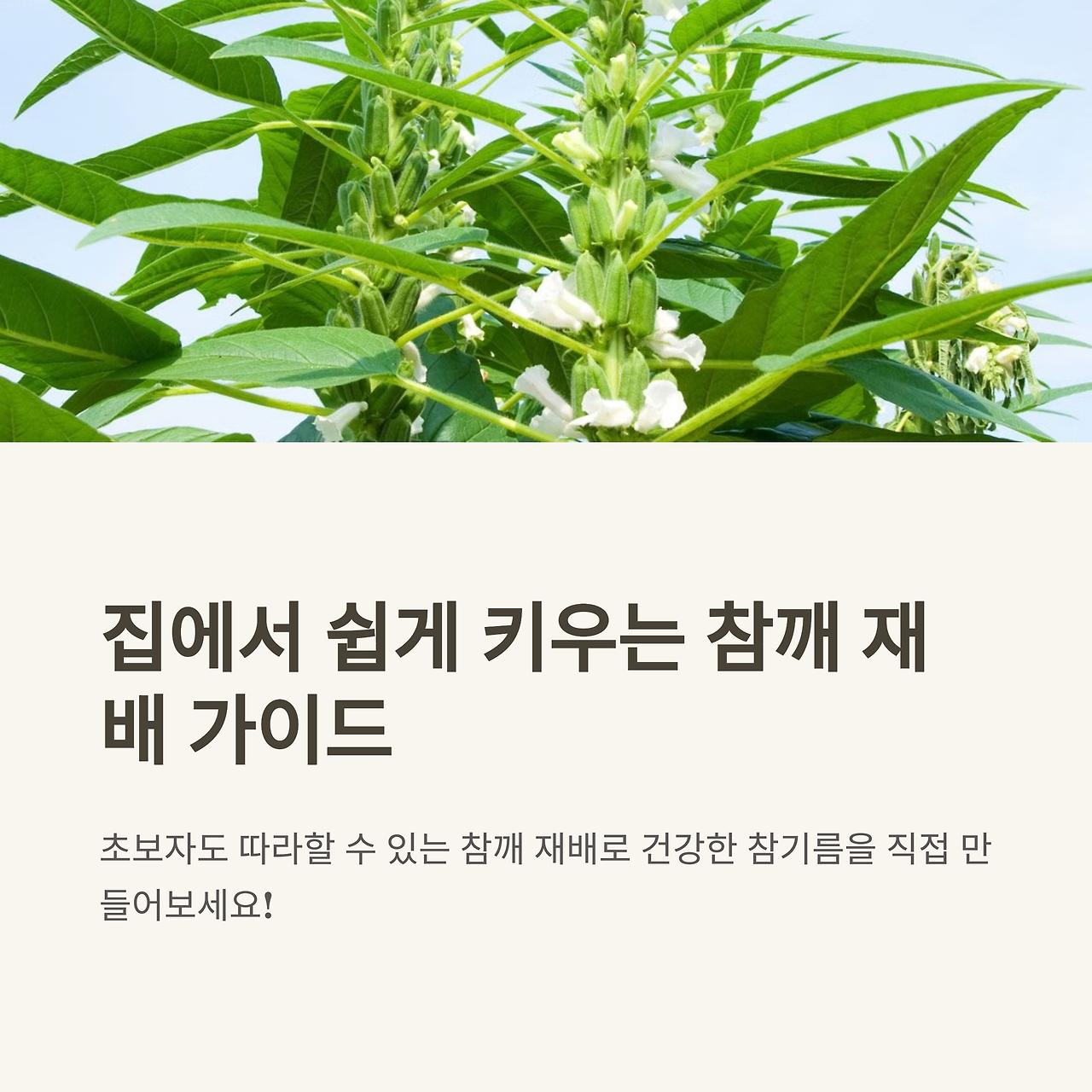 참깨 파종시기파종 방법수확시기