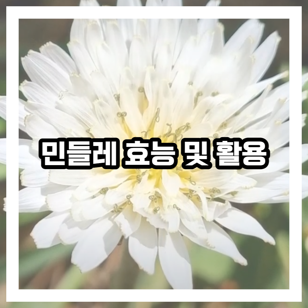 민들레 성분 효능 채취 먹는법 부작용 국산민들레 서양민들레 구분