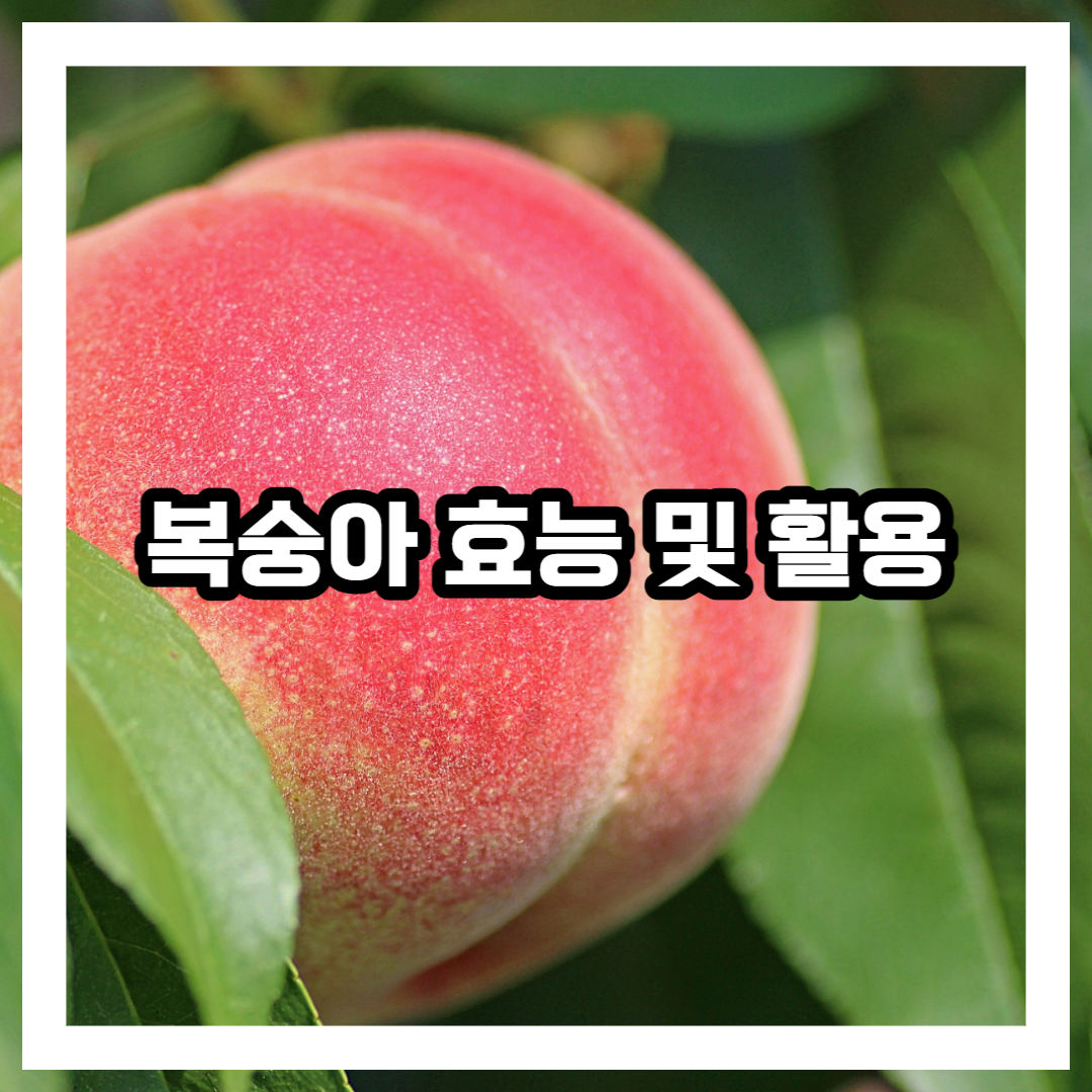 복숭아나무 생김새 특징 활용법 도인 백도화 치질 효능 효과