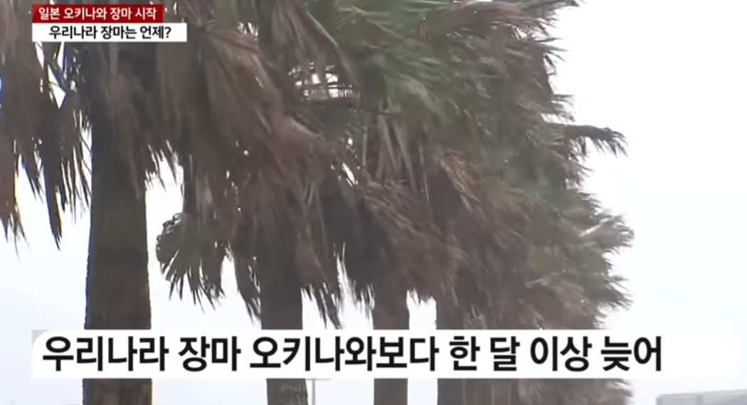 우리나라 장마 시작 언제 예상 강수량은 주변국 장마 현황 장마 날짜 스토리브이 Story V