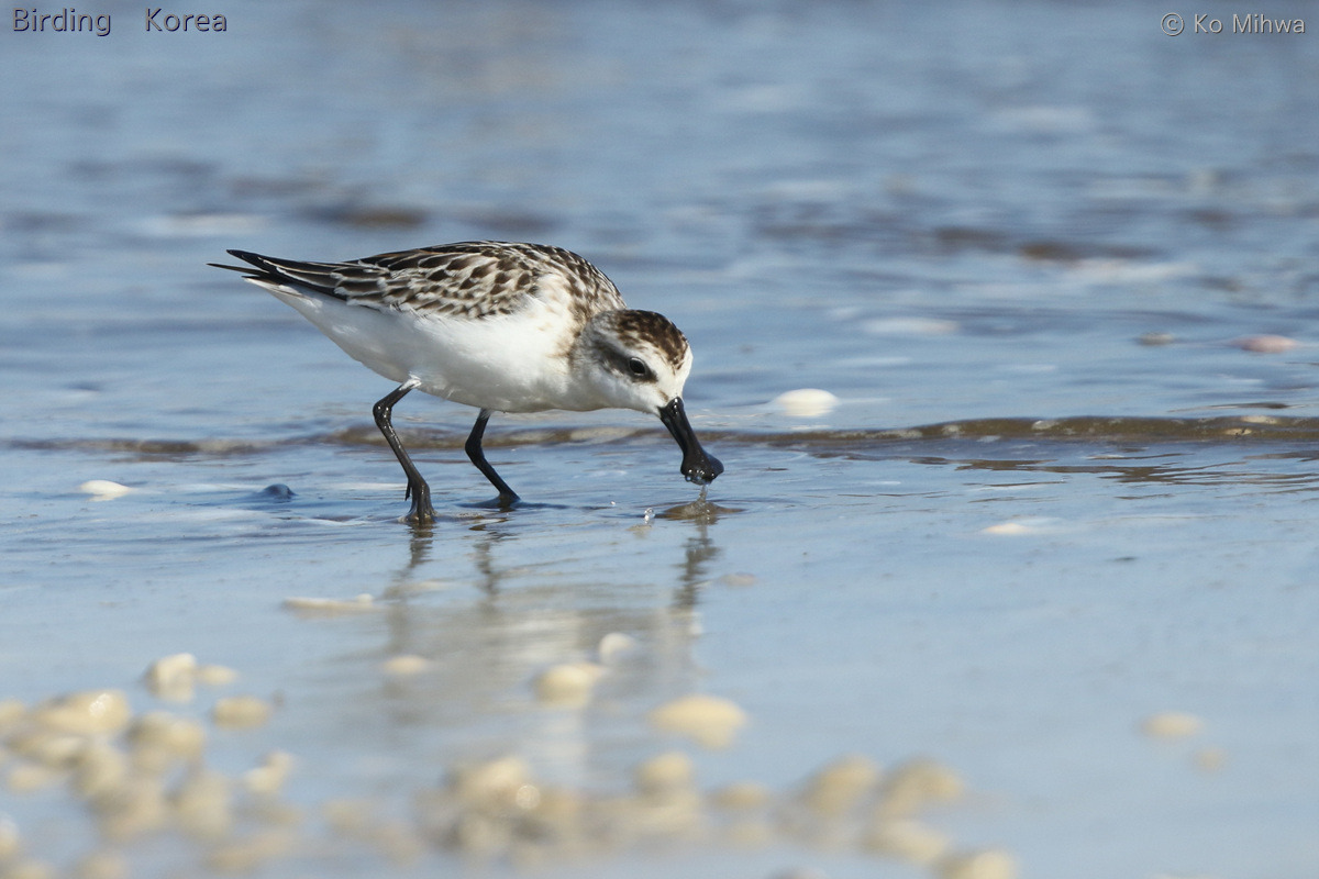 Spoon-billed Sandpiper
