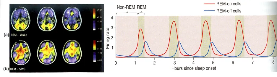 [신경과학] 18.2 : brain rhythm의 메커니즘과 잠(sleep) - 2