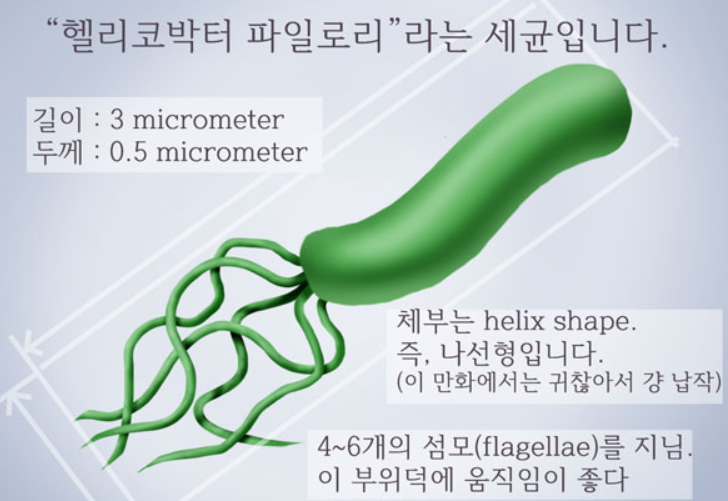 위암 예방을 위한 헬리코박터 치료