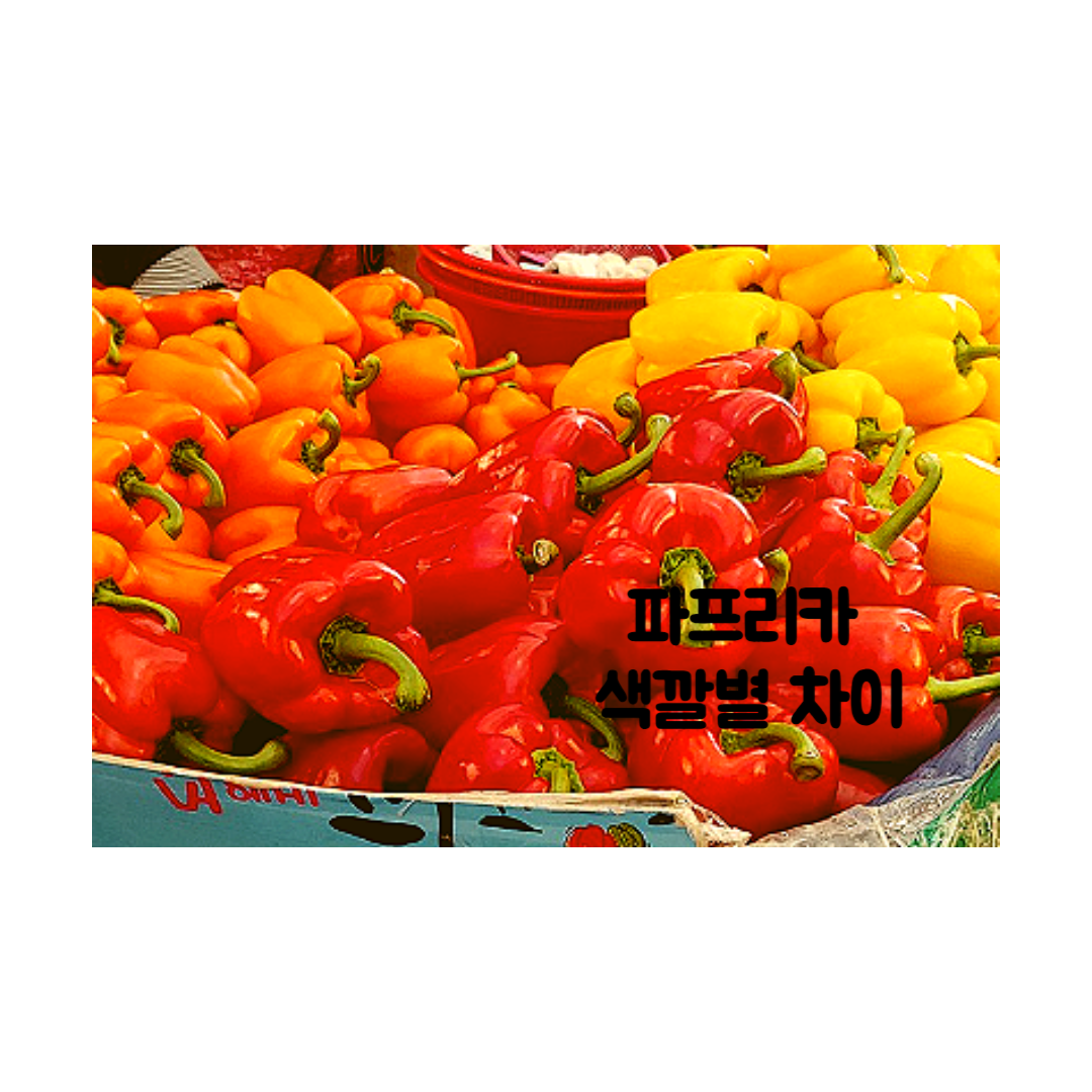 파프리카 색깔별 효능과 영양 성분의 차이 빨간색 노란색 주황색 초록색 파프리카