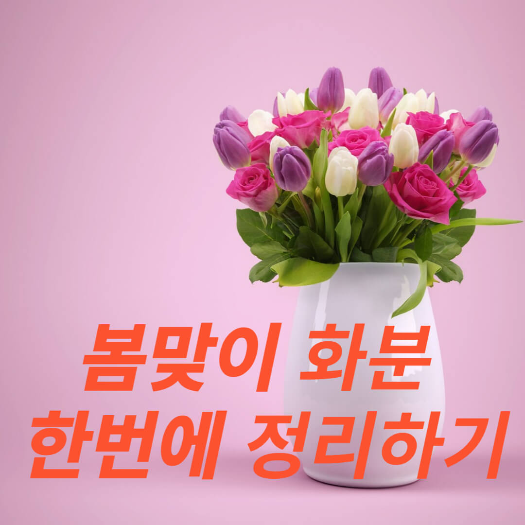 봄맞이 화분 깔끔하게 정리하기 흙 버리는 법 분갈이 화분 식물 버리는 법