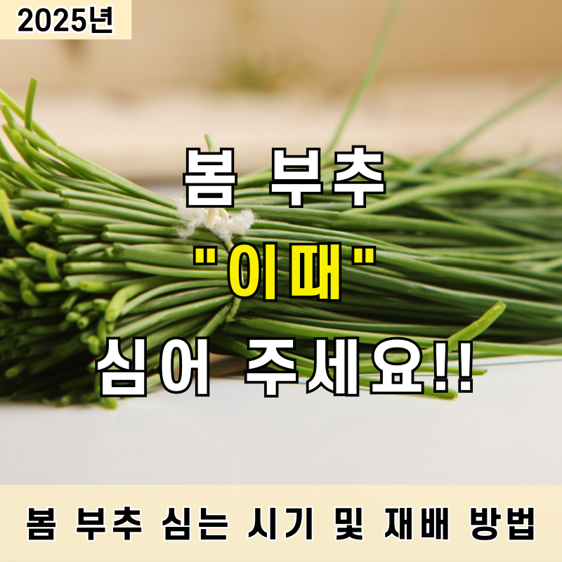 2025년 봄 부추 심는 시기 및 재배 방법 알아보기
