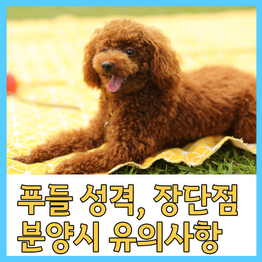 푸들 성격 장단점 분양시 유의사항