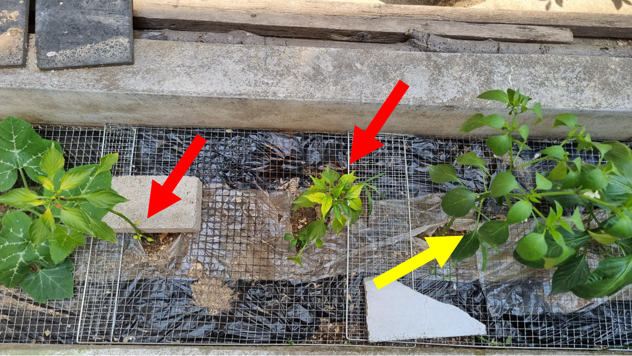 4 마디 호박 고추 피망 파프리카 병해충진딧물