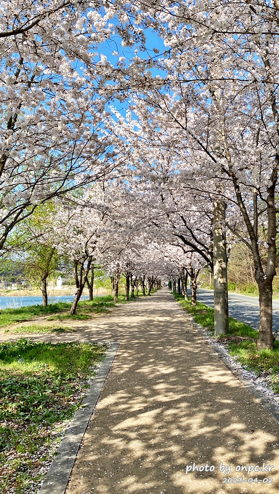 경주벚꽃 숨은 벚꽃 명소 영지설화공원 호수 옆 벚꽃 터널~ Onpc