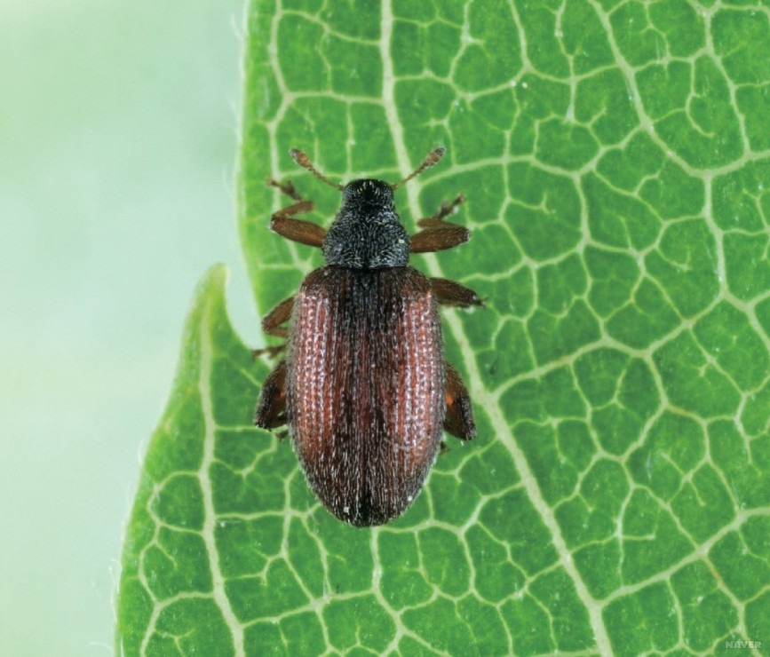 느티나무 벼룩바구미 (Zelkova jumping weevil)