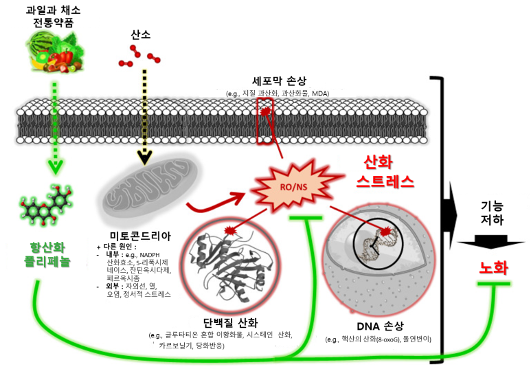 간단하게 정리한 비타민c의 노화에 관한 자유라디칼 이론