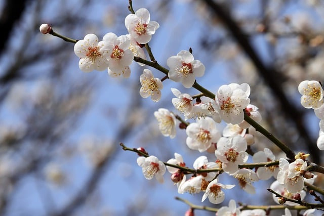 2025 광양 매화축제 일정 And 개화 시기 총정리 🌸