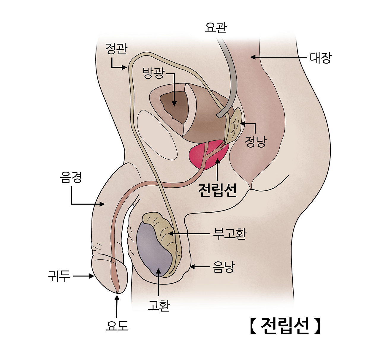 전립선비대증 환자에게 알코올은 방광 수축 및 이완을 방해하고 감기약에 들어 있는 항히스타민제 또한 방광 수축 능력을 저하시킨다