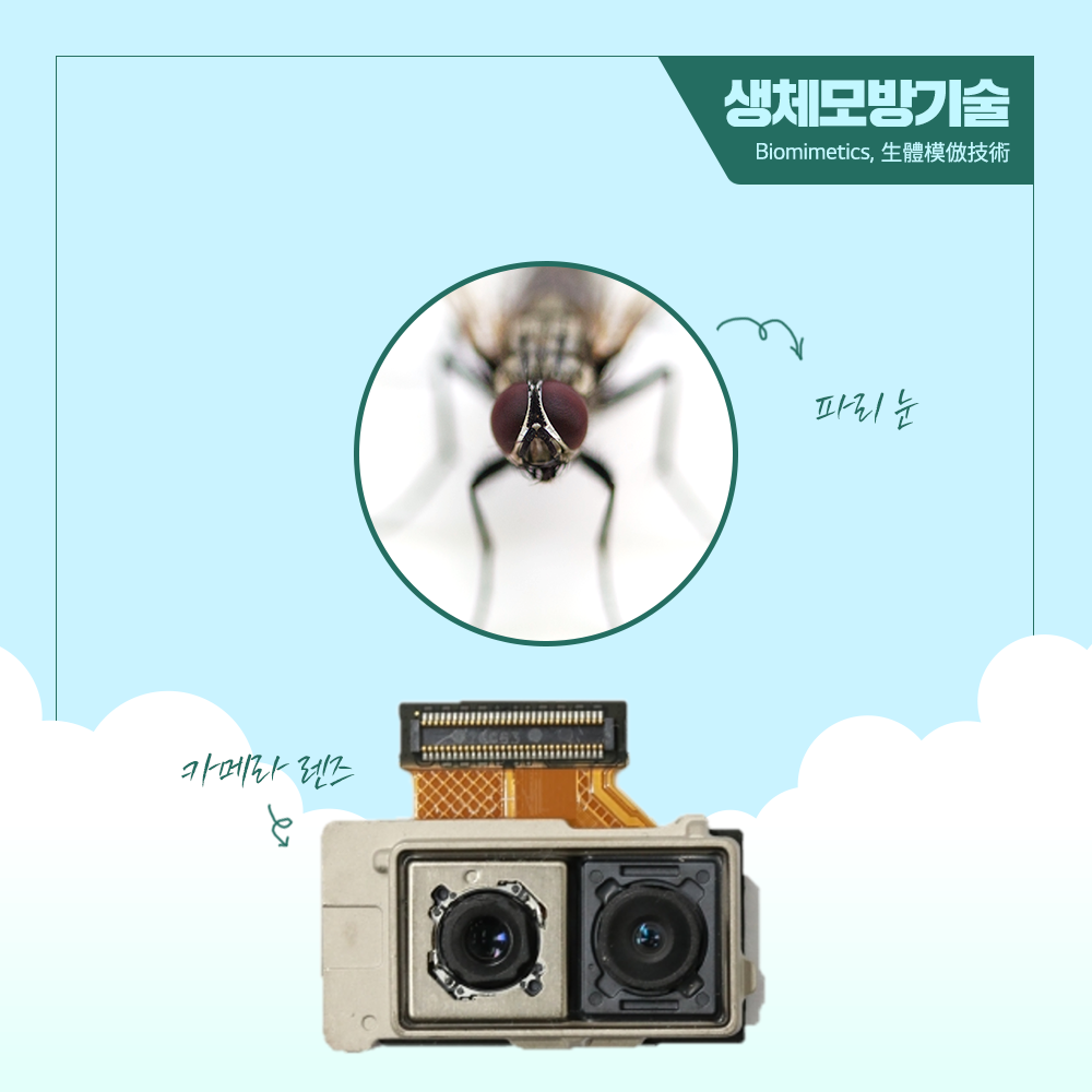 자연에서 찾아낸 과학 생체모방기술biomimetics