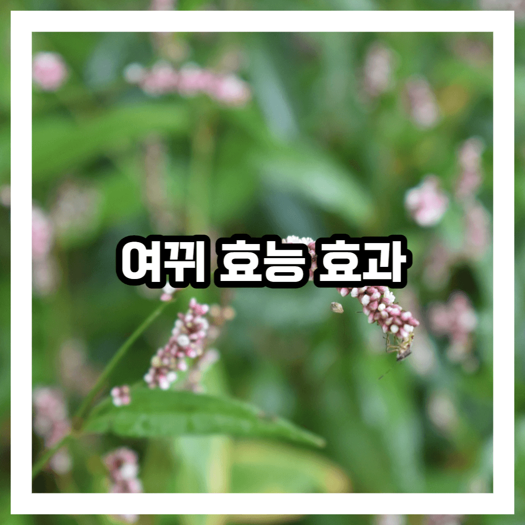 여뀌 생김새 특징 성분 효능 효과 먹는법 이용법 한꺼번에 알아보자