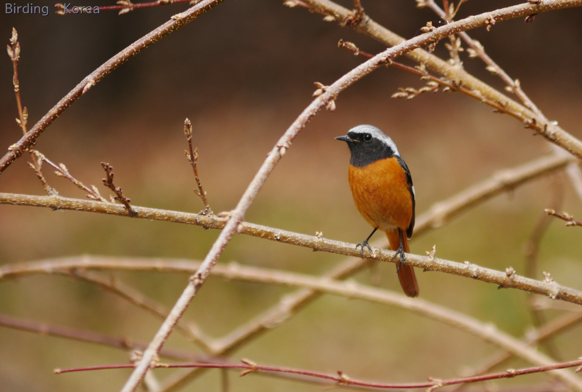 Birds of South Korea, Residents