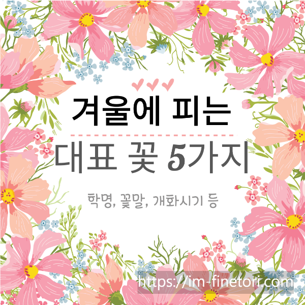 겨울에 피는 꽃 5가지 겨울에 피는 대표적인 꽃 종류 학명 꽃말 개화시기