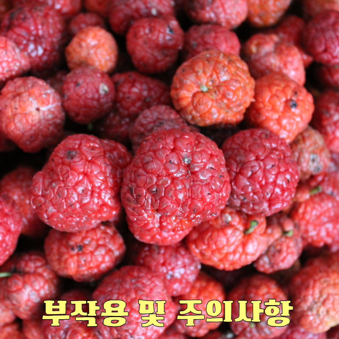 꾸지뽕 효능 성분 먹는방법 부작용