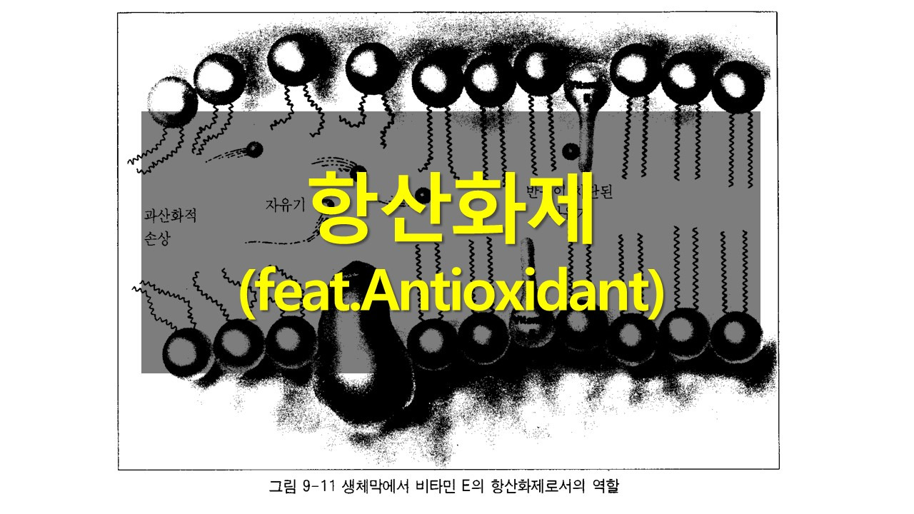 이미 생성된 반응성이 큰 활성산소는 다른 안정된 물질을 산화하는 것을 시작으로 연쇄반응을 일으킬 수 있는데 항산화제가 활성