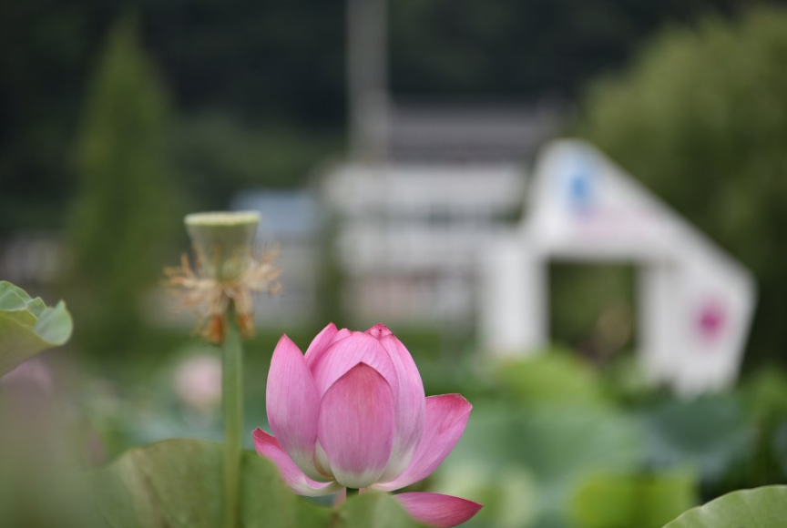 함안 연꽃테마파크 여름이면 꼭 가봐야 할 연꽃 명소 총정리 민또s 나눔터