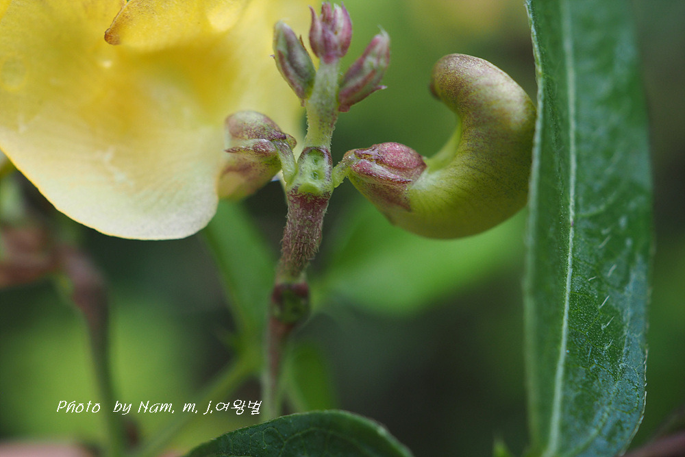 좀돌팥(콩과 동부속) Vigna minima (Roxb.) Ohwi & H. Ohashi