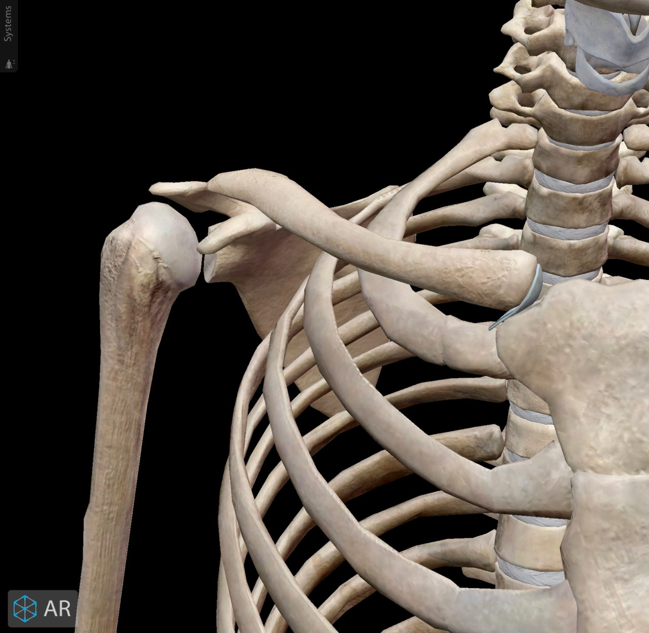 1 어깨복합체shoulder Complex의 관절 구조joint Structure와 인대의 기능function Of