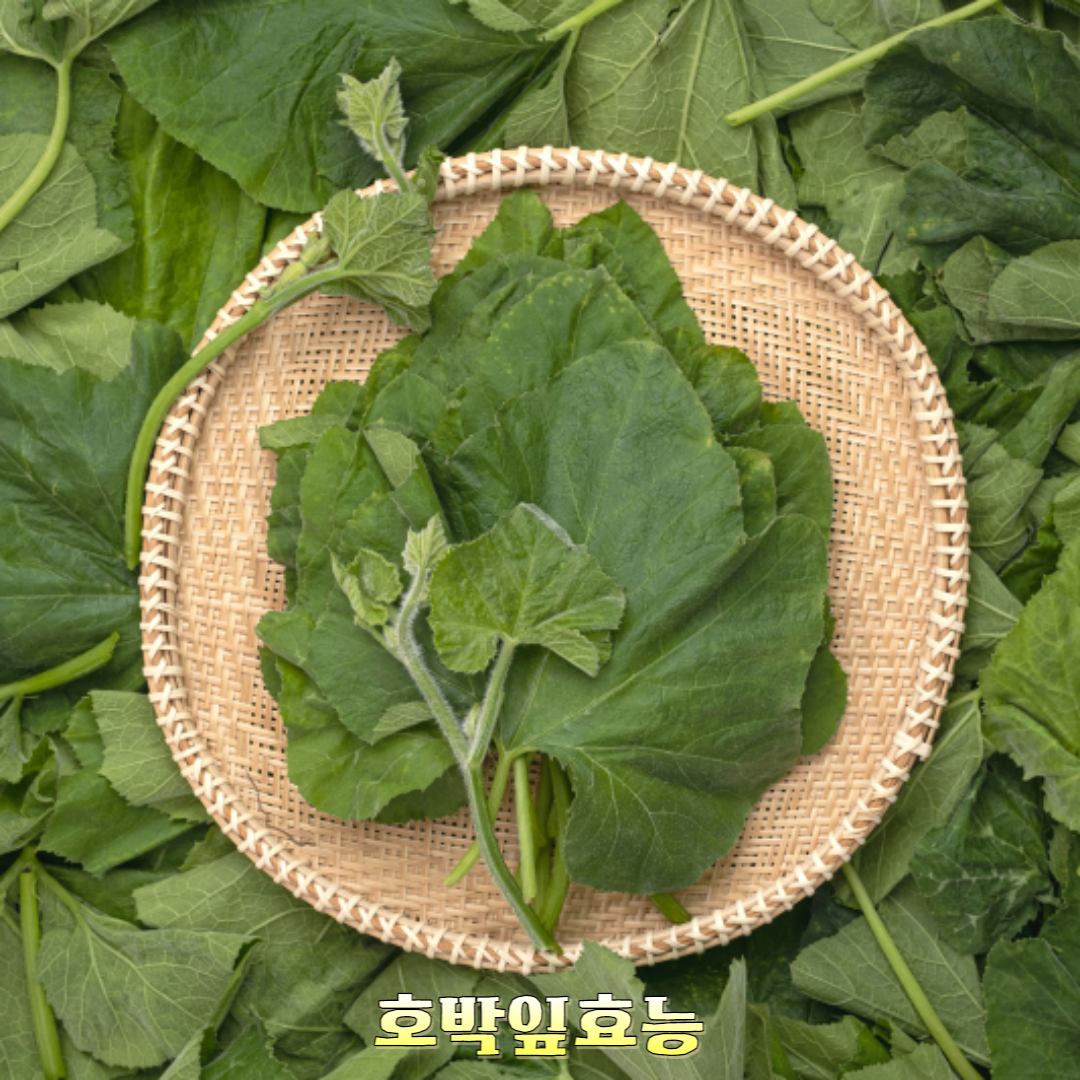 호박잎 효능 영양성분 고르는법 부작용
