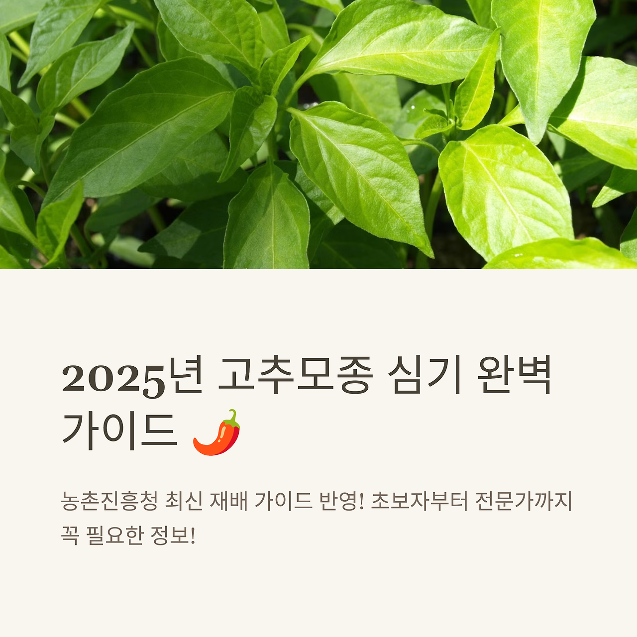 고추모종 심는 시기심는 방법 완벽 정리