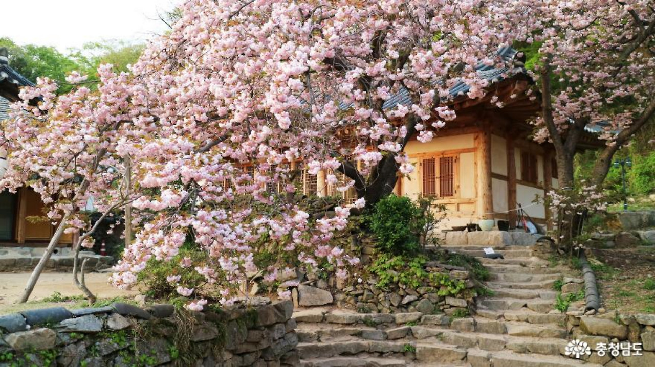 충남 봄 꽃구경 갈만한 곳 태안 천안 금산 서산 여행 떠나보자